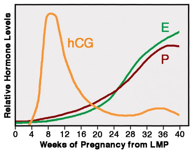 Hcg hormone levels chart